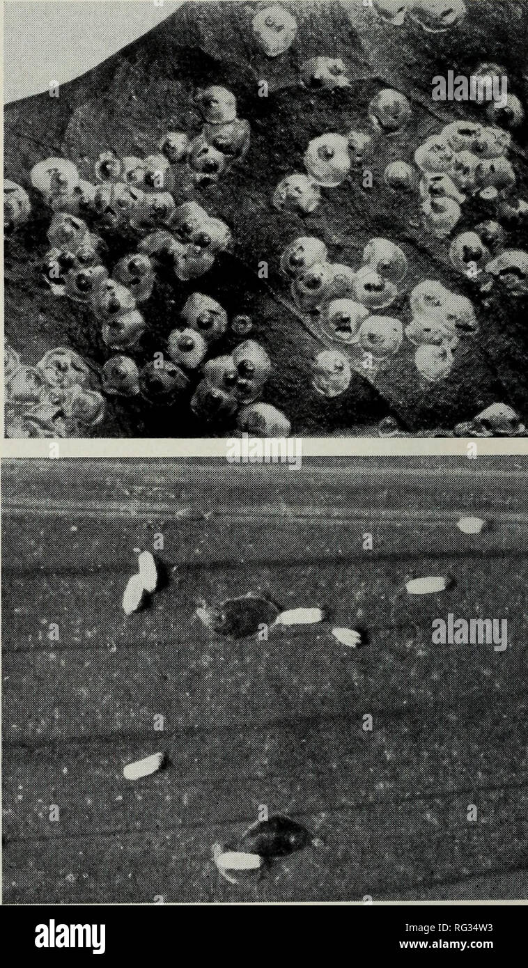 Armored scale insect hi-res stock photography and images - Alamy