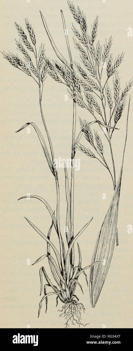 Hairy bromegrass hi-res stock photography and images - Alamy