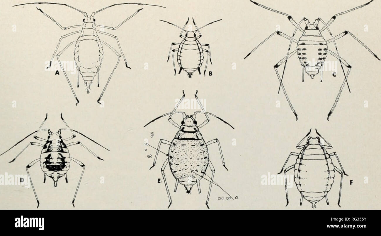Melon and cotton aphid hi-res stock photography and images - Alamy