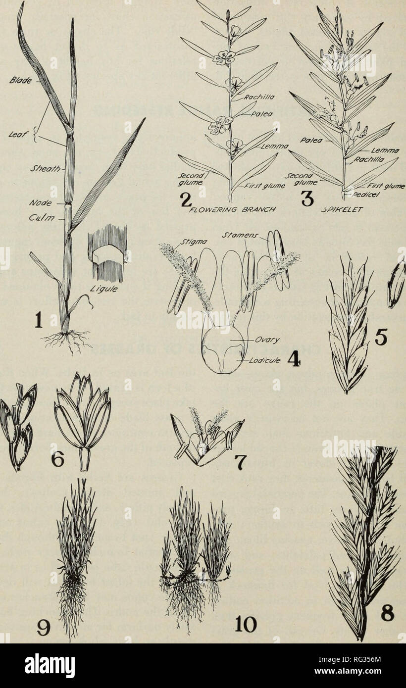 . California grasslands and range forage grasses. Grasses; Forage ...