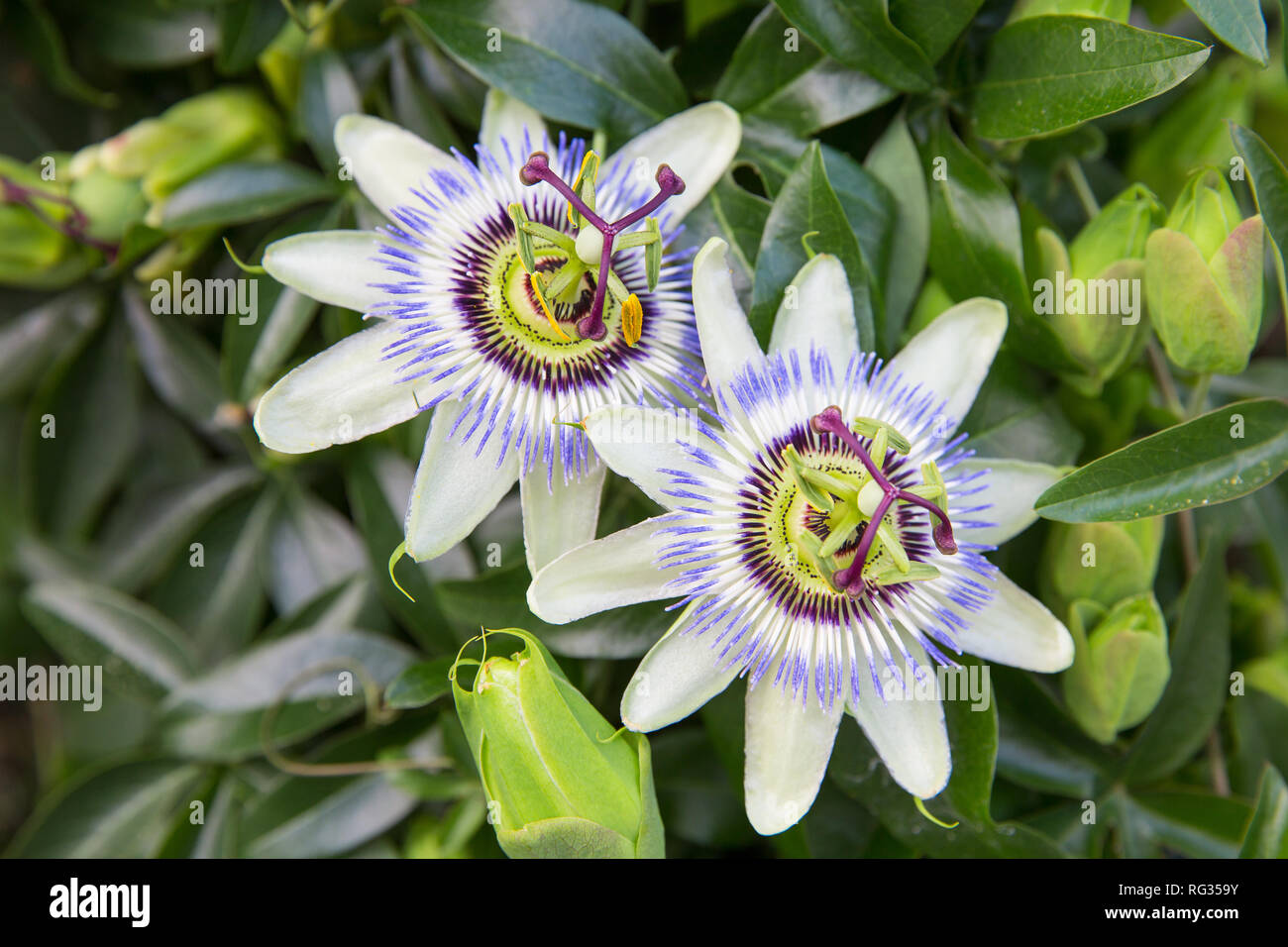 Exotic Beauty- Passiflora caerulea. Flowers of a blue passion flower ...