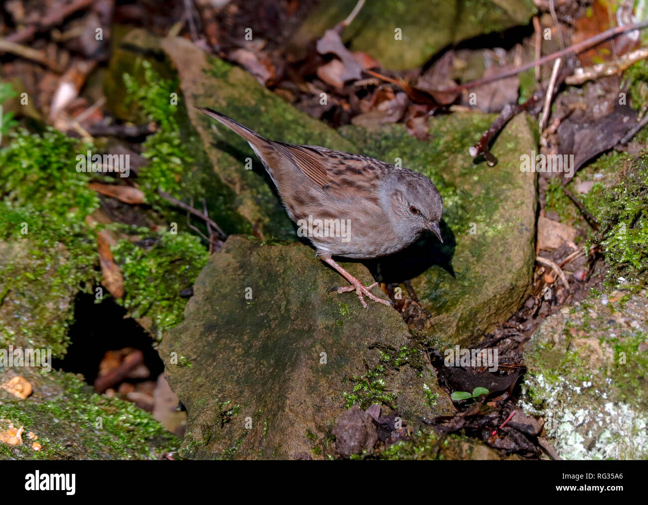 Little dunnock hi-res stock photography and images - Alamy
