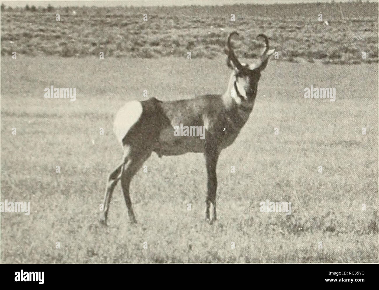 Antelope segment hi-res stock photography and images - Alamy