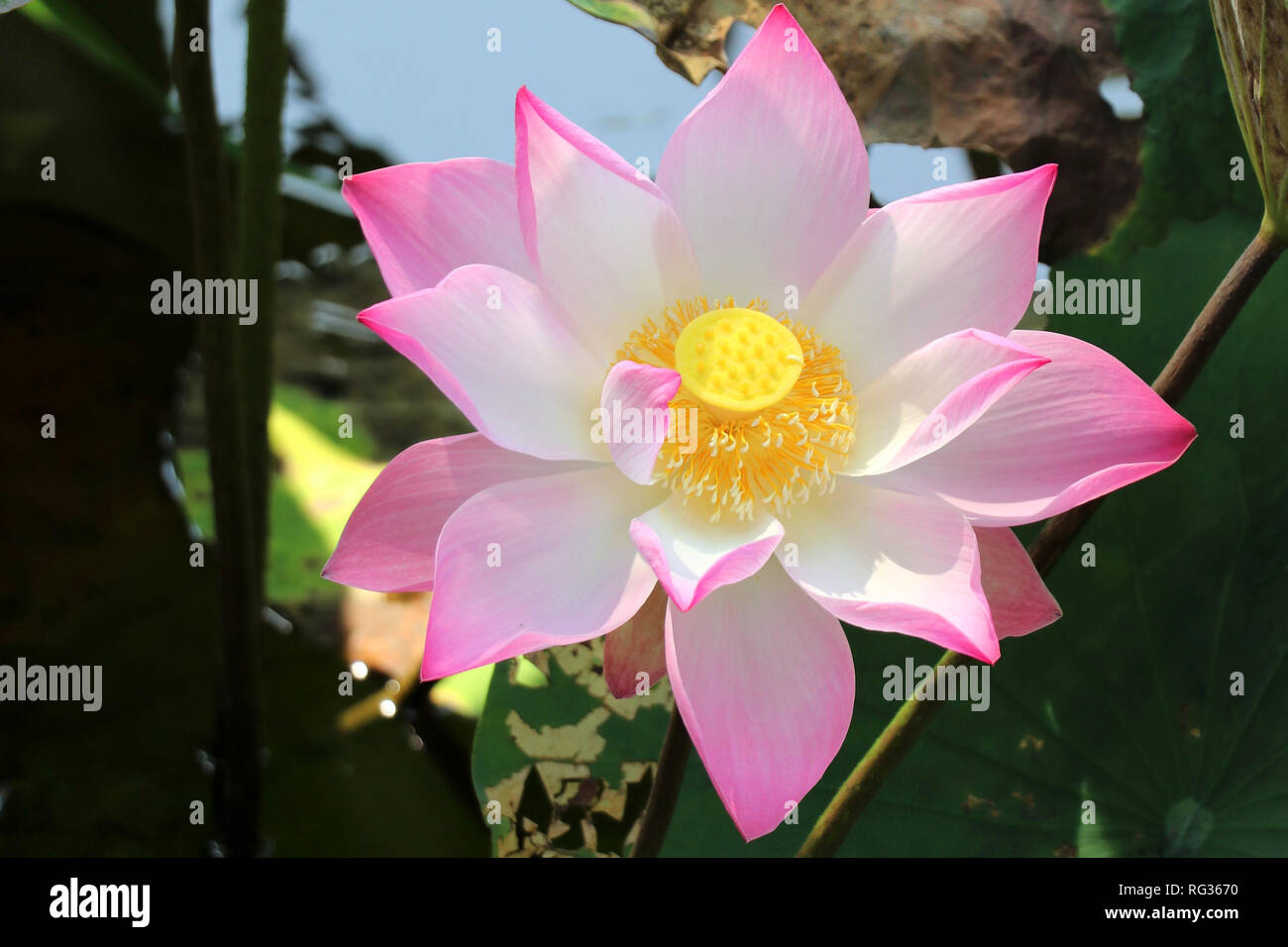 Vietnam lotus hi-res stock photography and images - Alamy