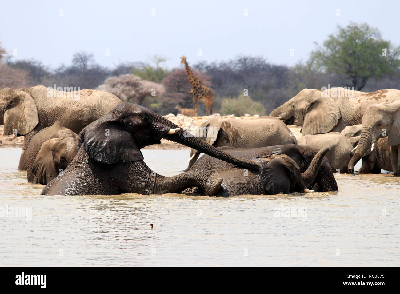 Elephants at play hi-res stock photography and images - Alamy