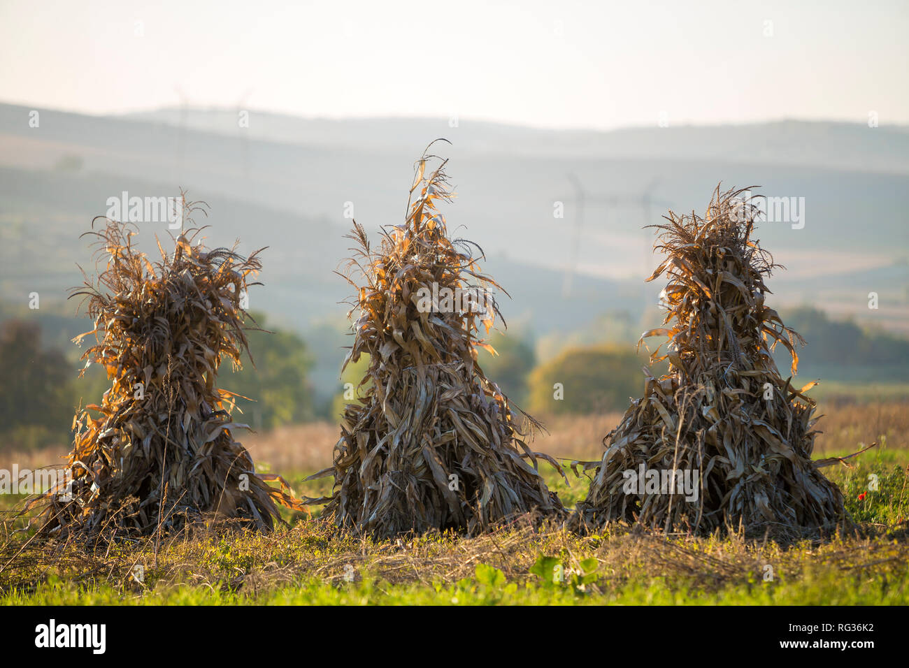 Dry corn stalks golden sheaves in empty grassy field after harvest on ...