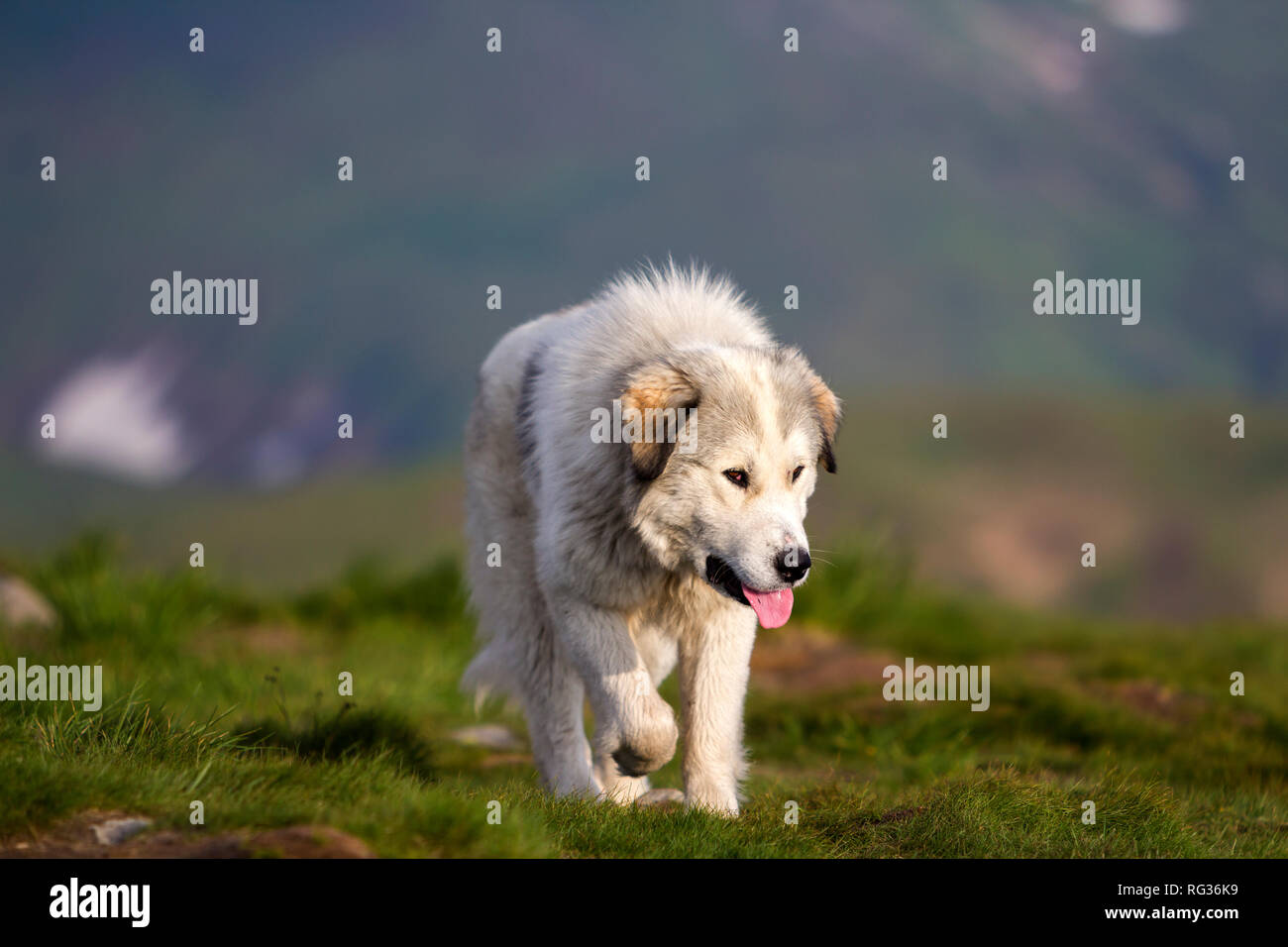 Big white shaggy grown clever shepherd dog walking alone on steep green ...
