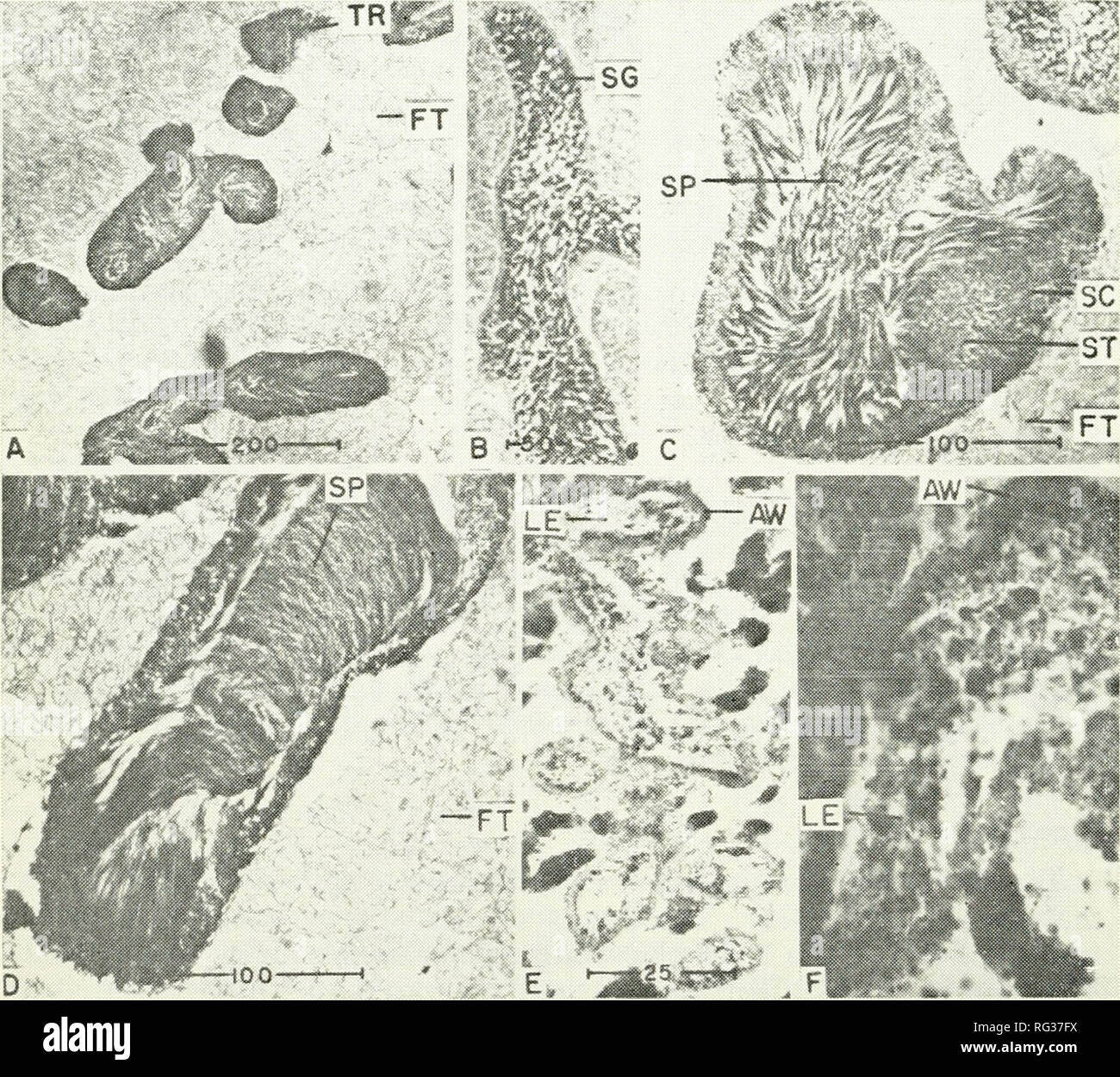 Follicular phase hi-res stock photography and images - Alamy