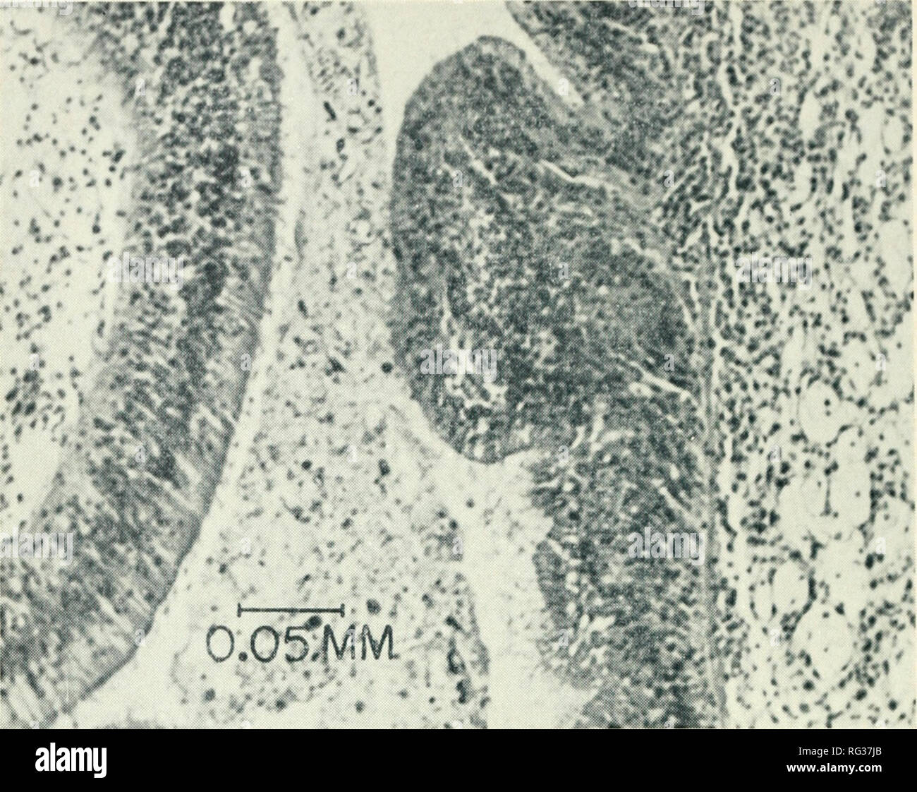 Firii hi-res stock photography and images - Alamy