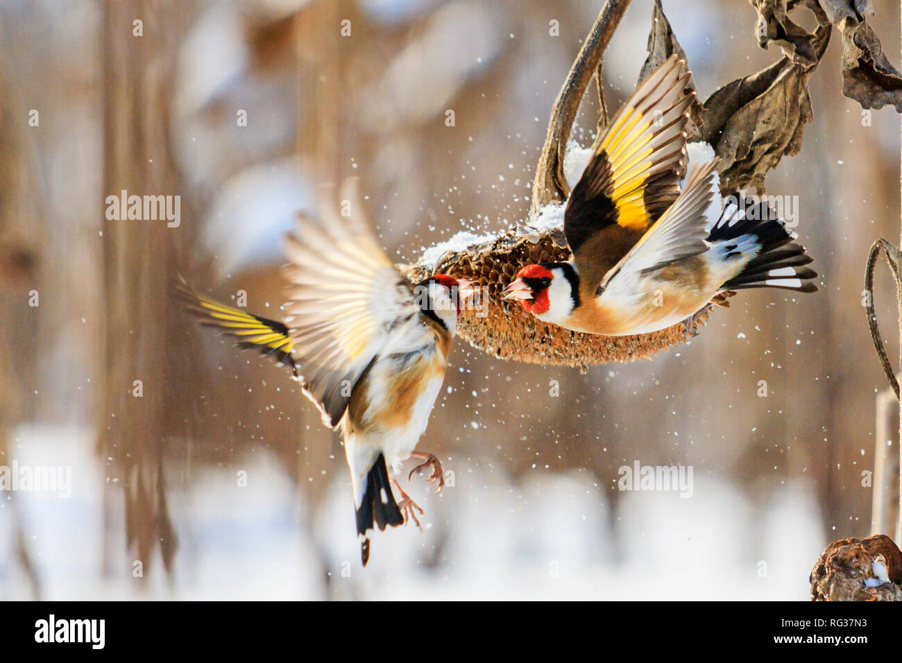 goldfinches fight in the winter for sunflower Stock Photo - Alamy