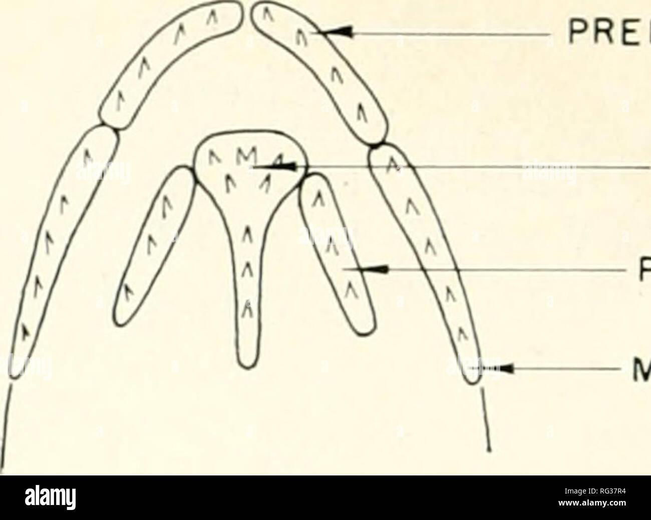 Fish gill diagram hi-res stock photography and images - Alamy