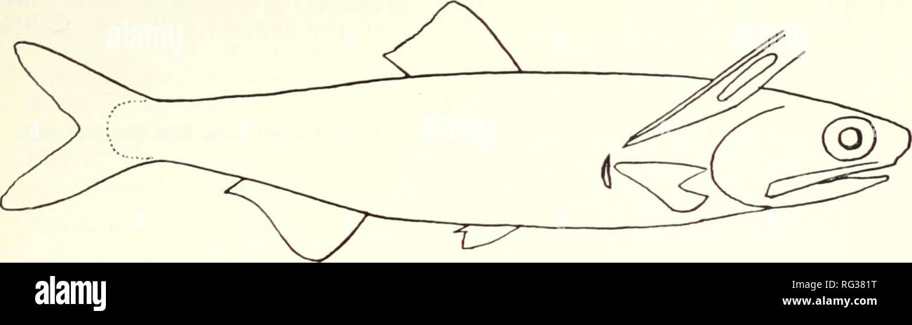 Incision fish hi-res stock photography and images - Alamy