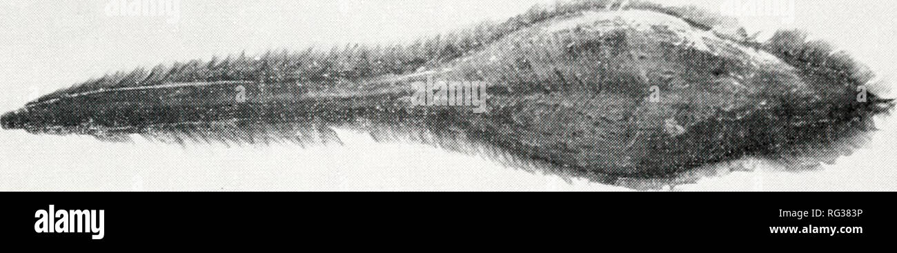Hydrolagus colliei hi-res stock photography and images - Alamy