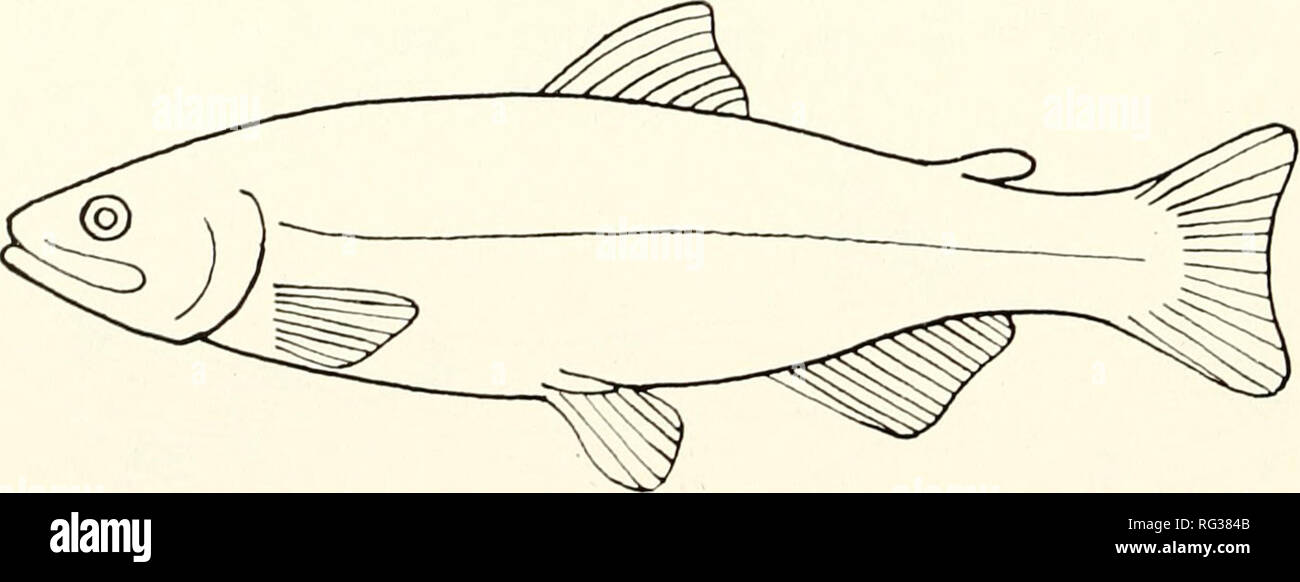 Euryhaline fishes hi-res stock photography and images - Alamy