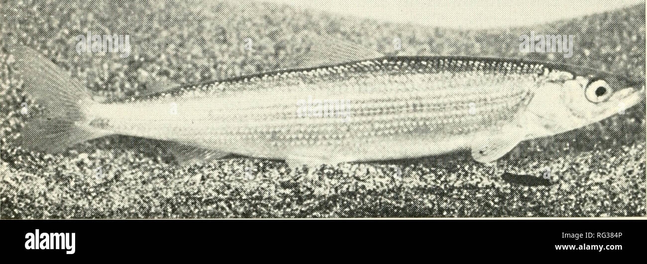 Ciscos hi-res stock photography and images - Alamy