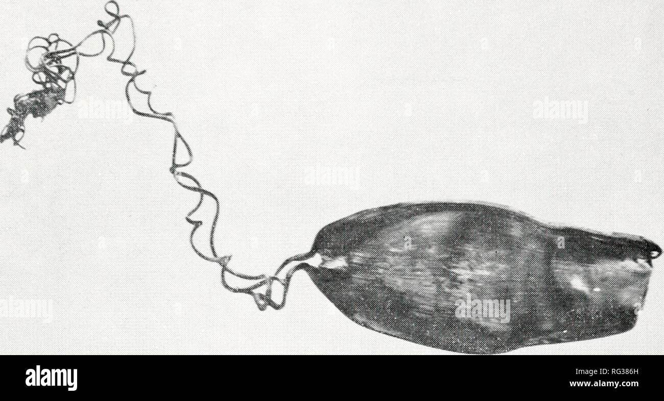 Shark embryo case hi-res stock photography and images - Alamy