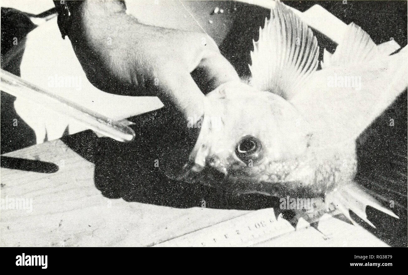 Distended stomach hi-res stock photography and images - Alamy