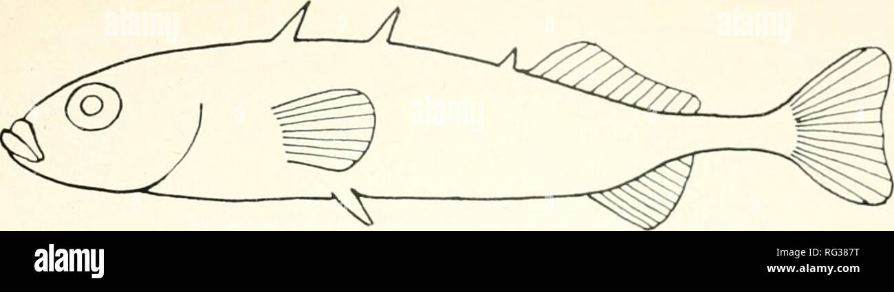 Euryhaline fishes hi-res stock photography and images - Alamy