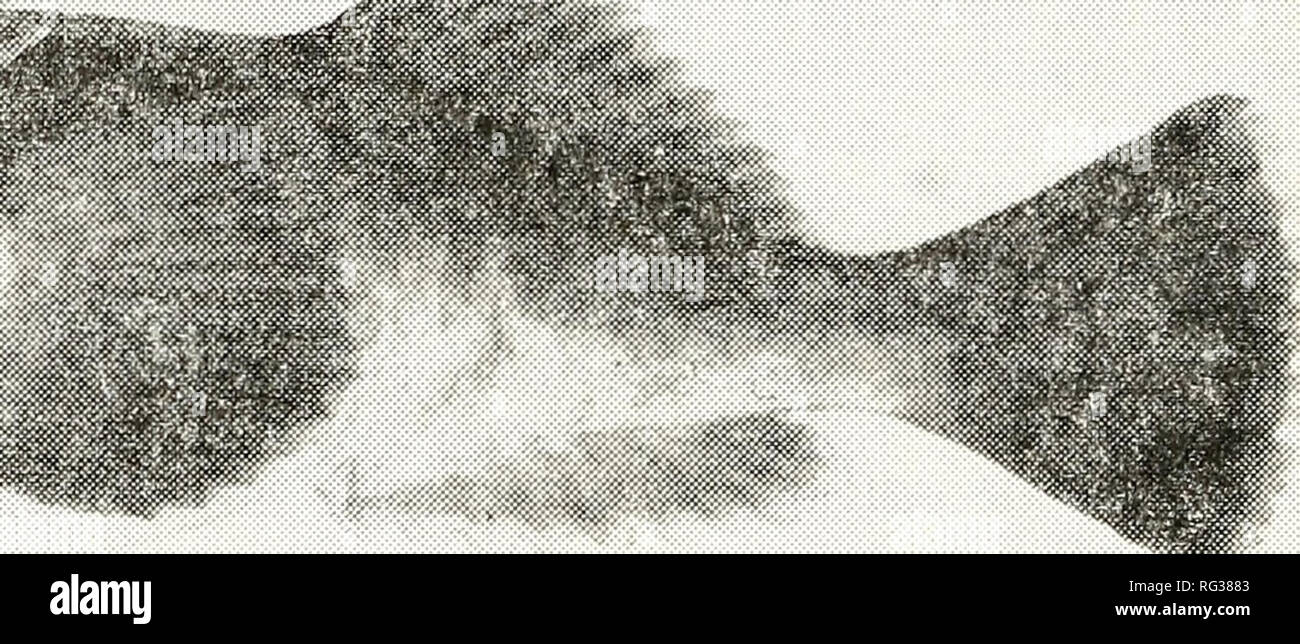 Ophiodon elongatus hi-res stock photography and images - Alamy