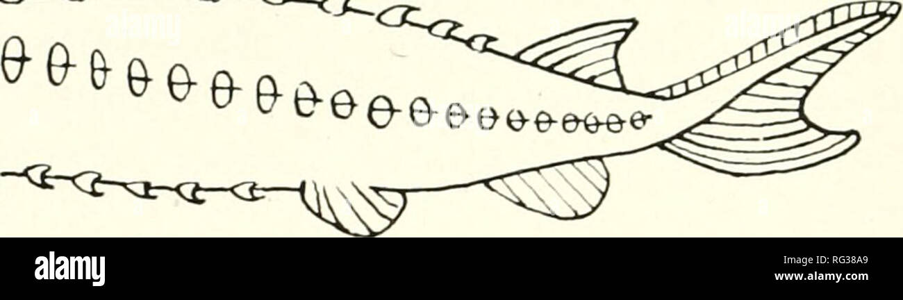 Euryhaline fishes hi-res stock photography and images - Alamy