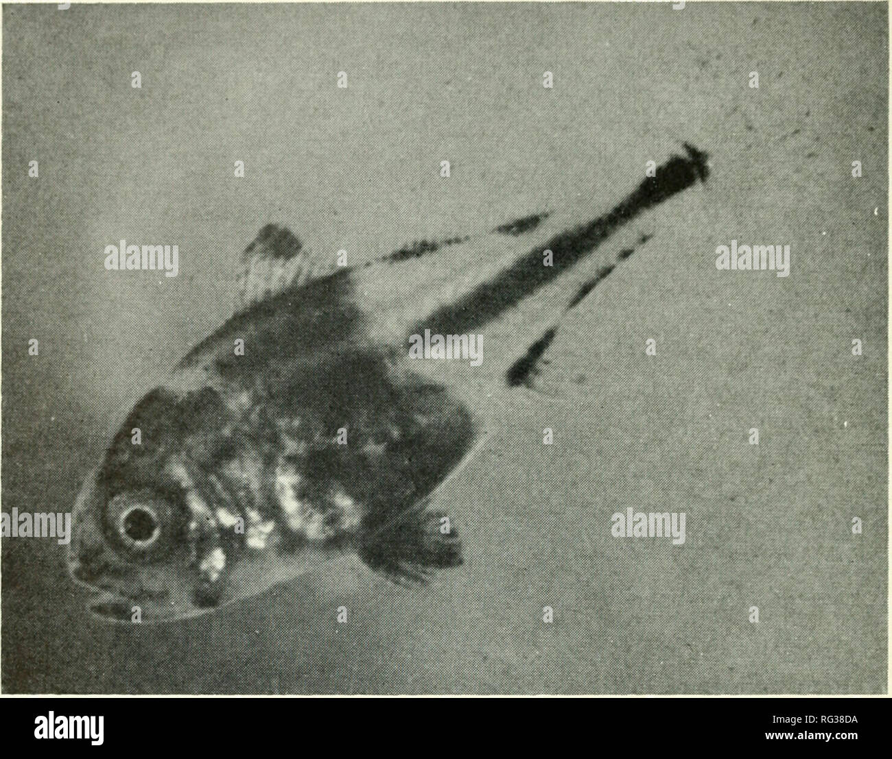 Diamon fish hi-res stock photography and images - Alamy