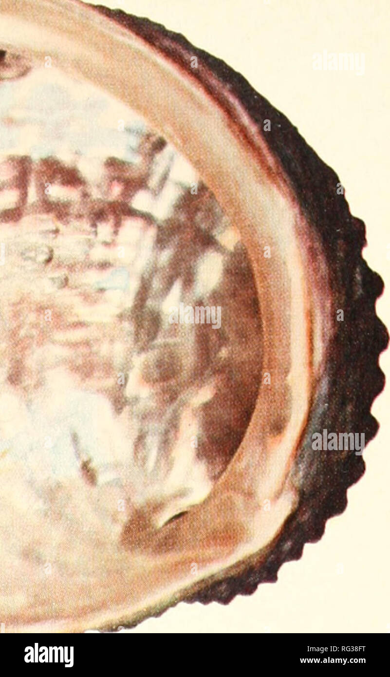 Threaded abalone hi-res stock photography and images - Alamy