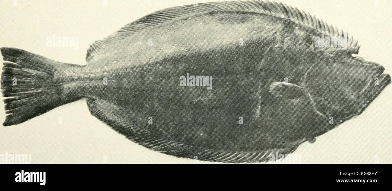 California halibut hi-res stock photography and images - Alamy