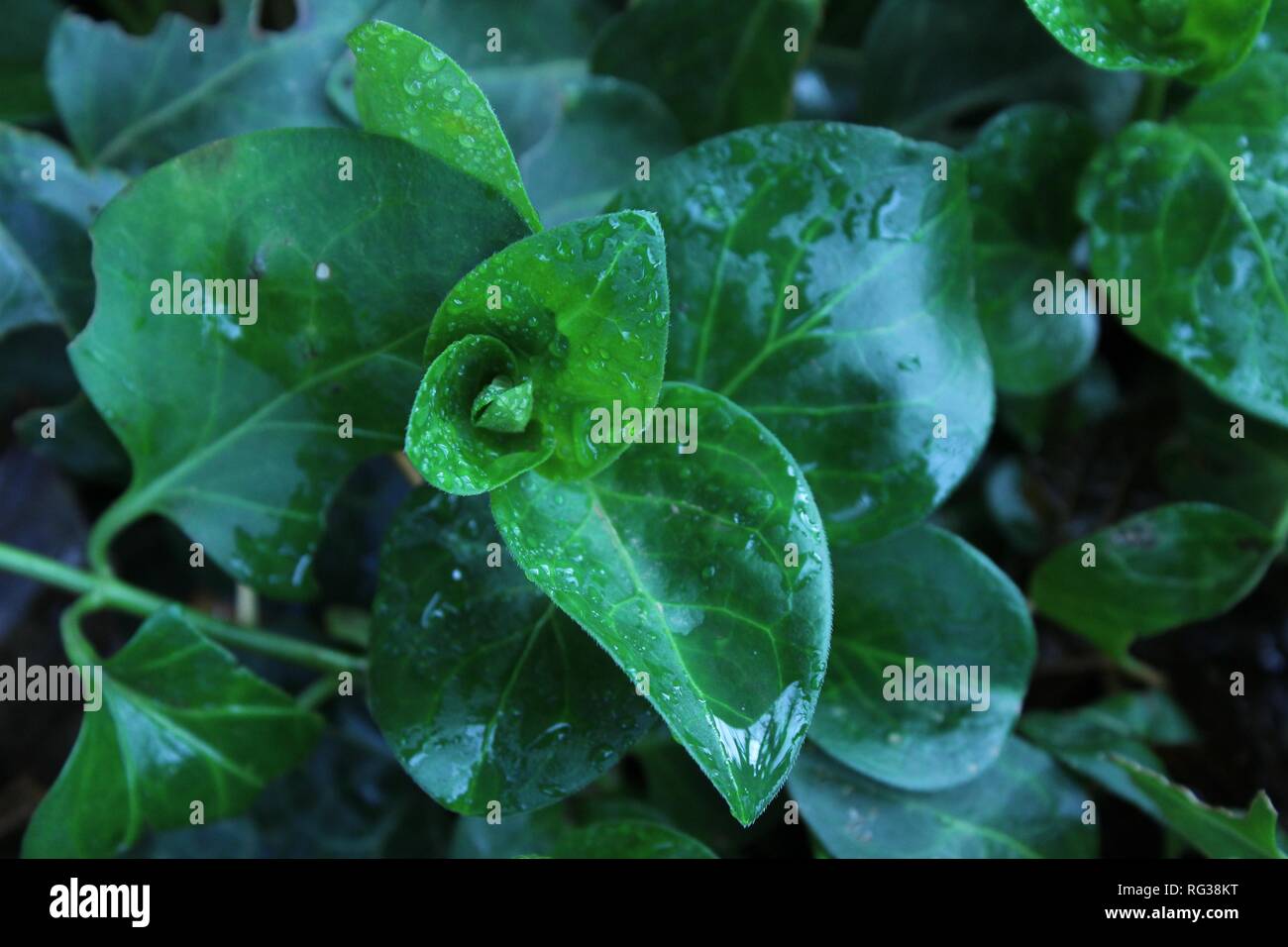 beautiful greenery with fresh rain Stock Photo - Alamy