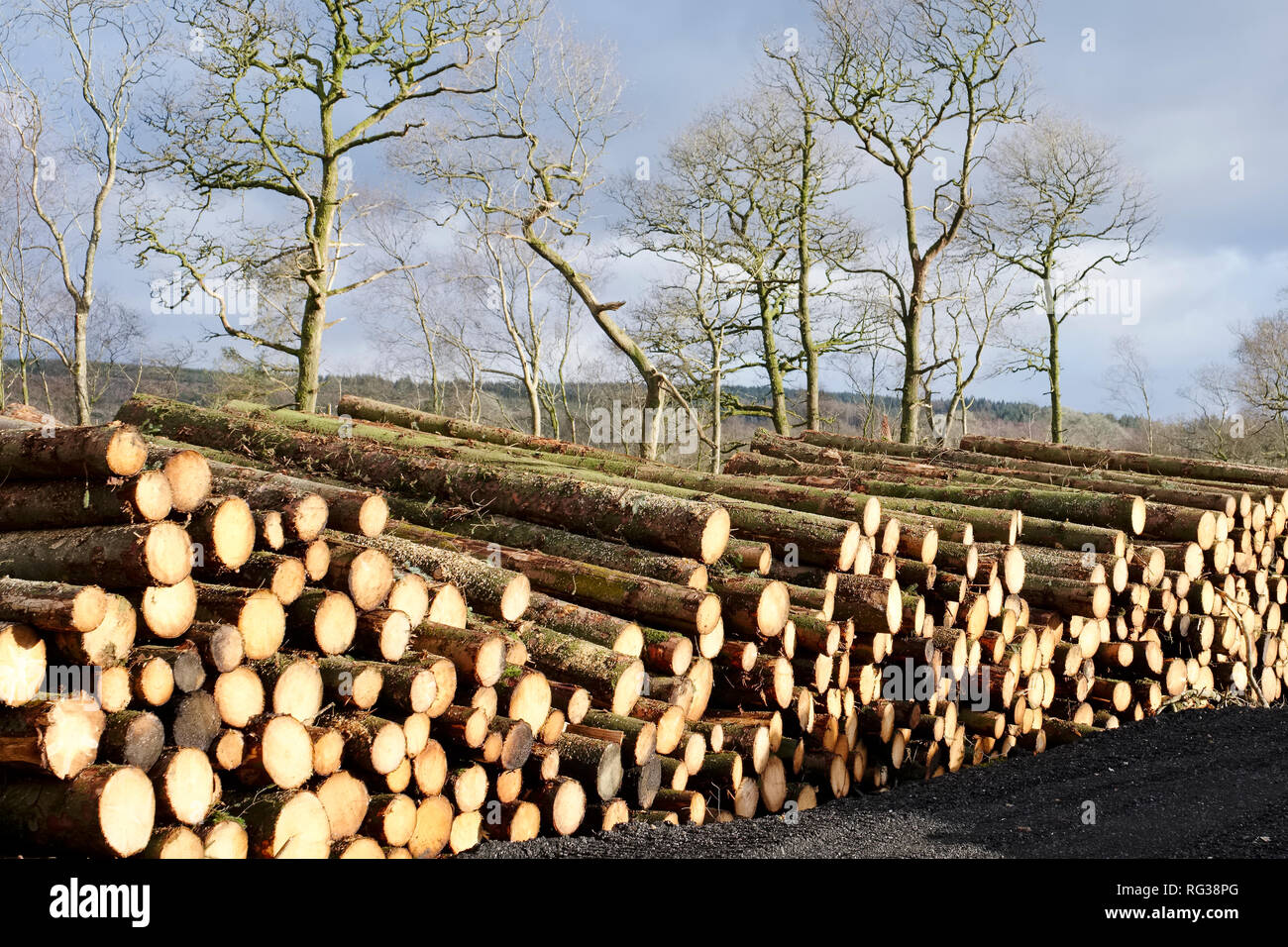 Stacked logs chopped wood for renewable energy biomass boiler Stock ...