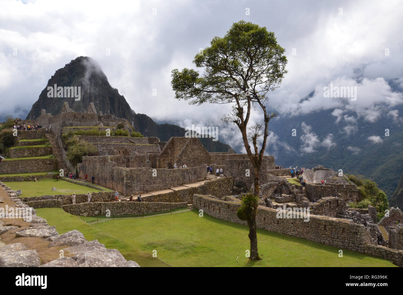 MACHU PICCHU / PERU, August 16, 2018: Tree overlooks the Machu Picchu ...
