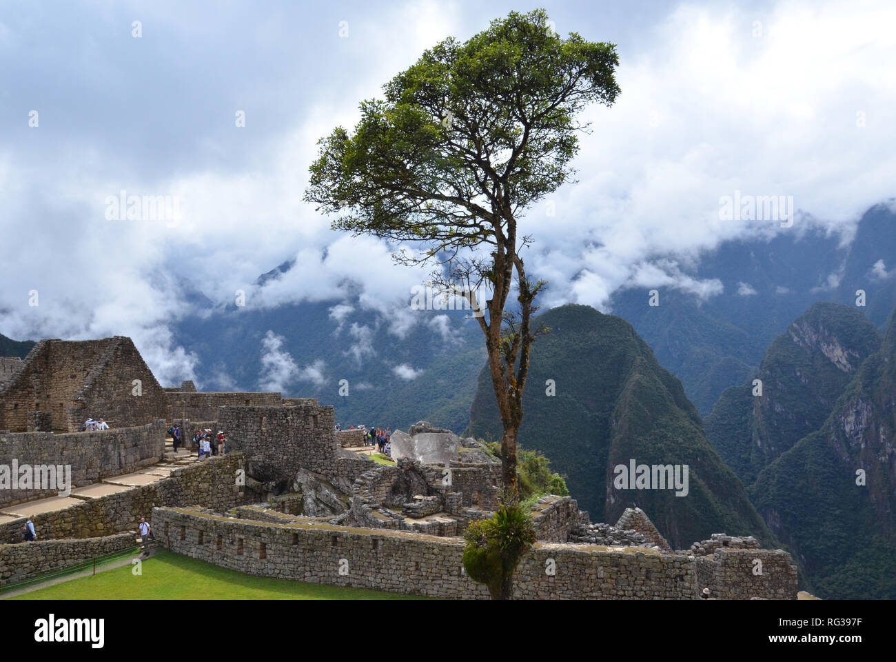 MACHU PICCHU / PERU, August 16, 2018: Central tree in the main plaza at ...