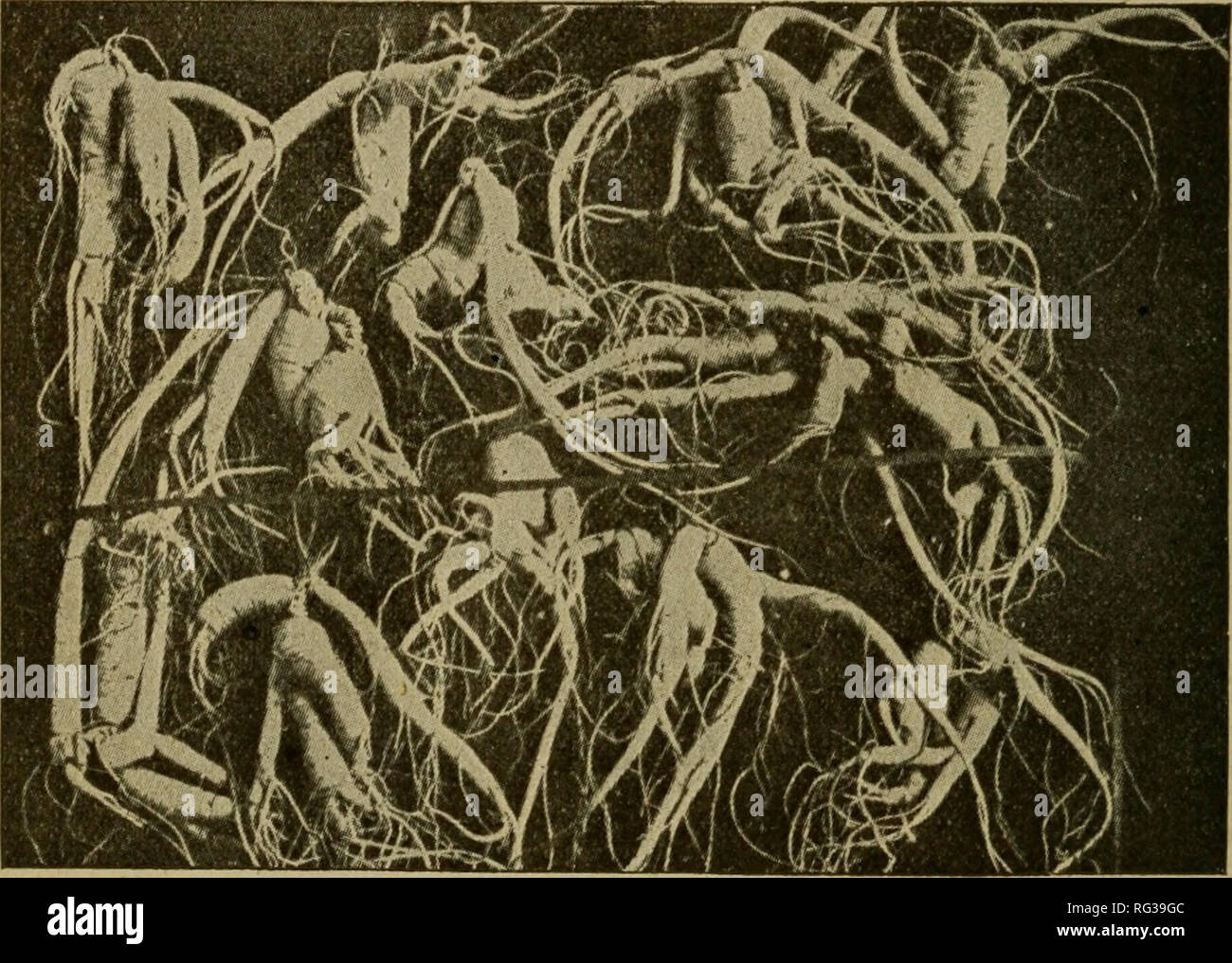 Freshly dug roots medicinal plants hi-res stock photography and images ...