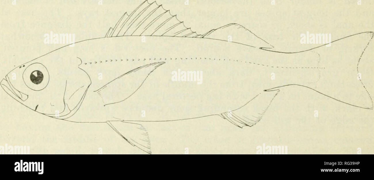 Big sargo fish hi-res stock photography and images - Alamy