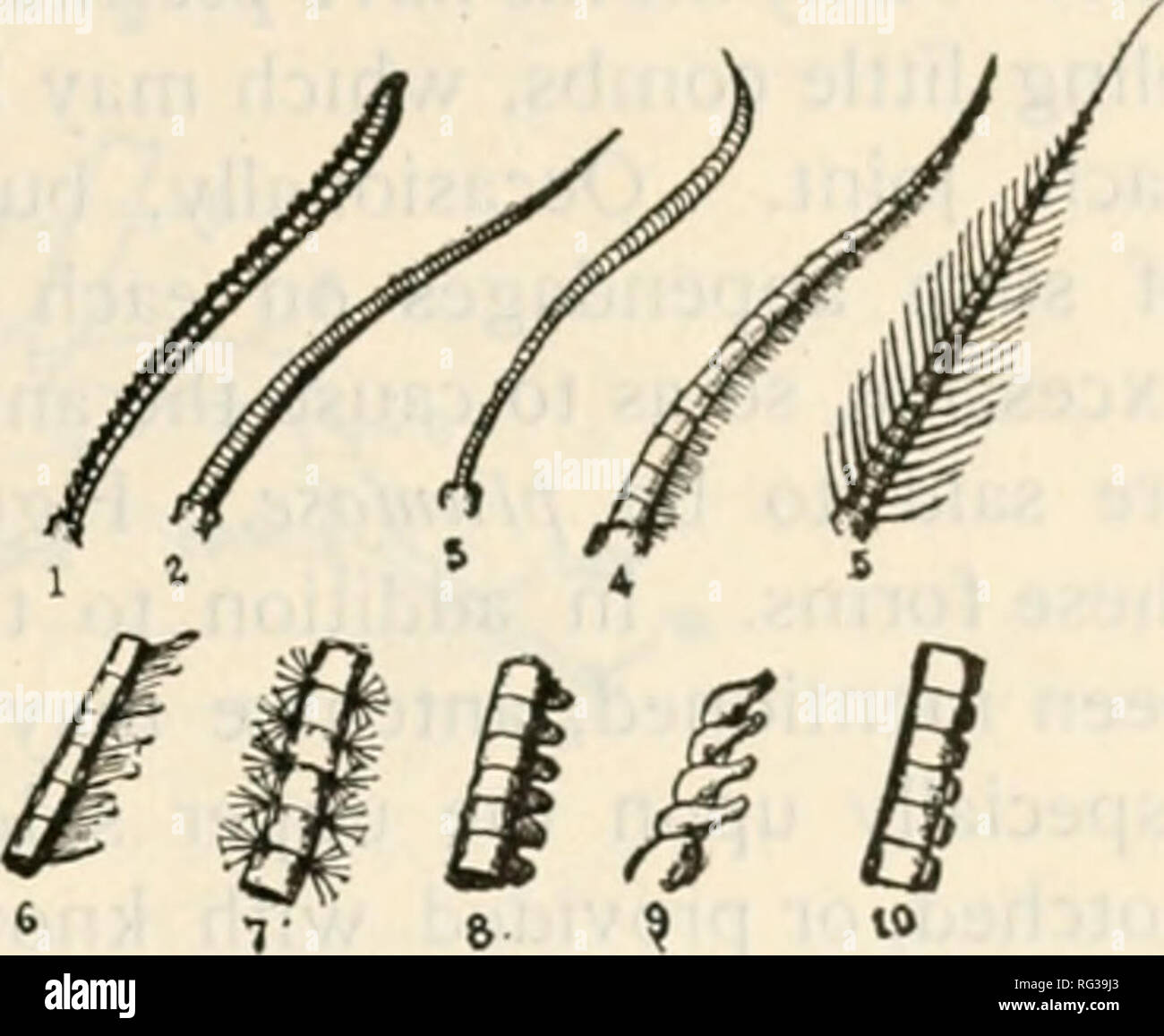 Butterfly joints hi-res stock photography and images - Alamy