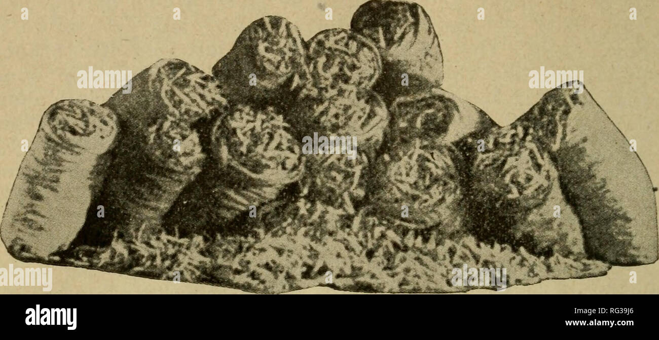 Freshly dug roots medicinal plants hi-res stock photography and images ...