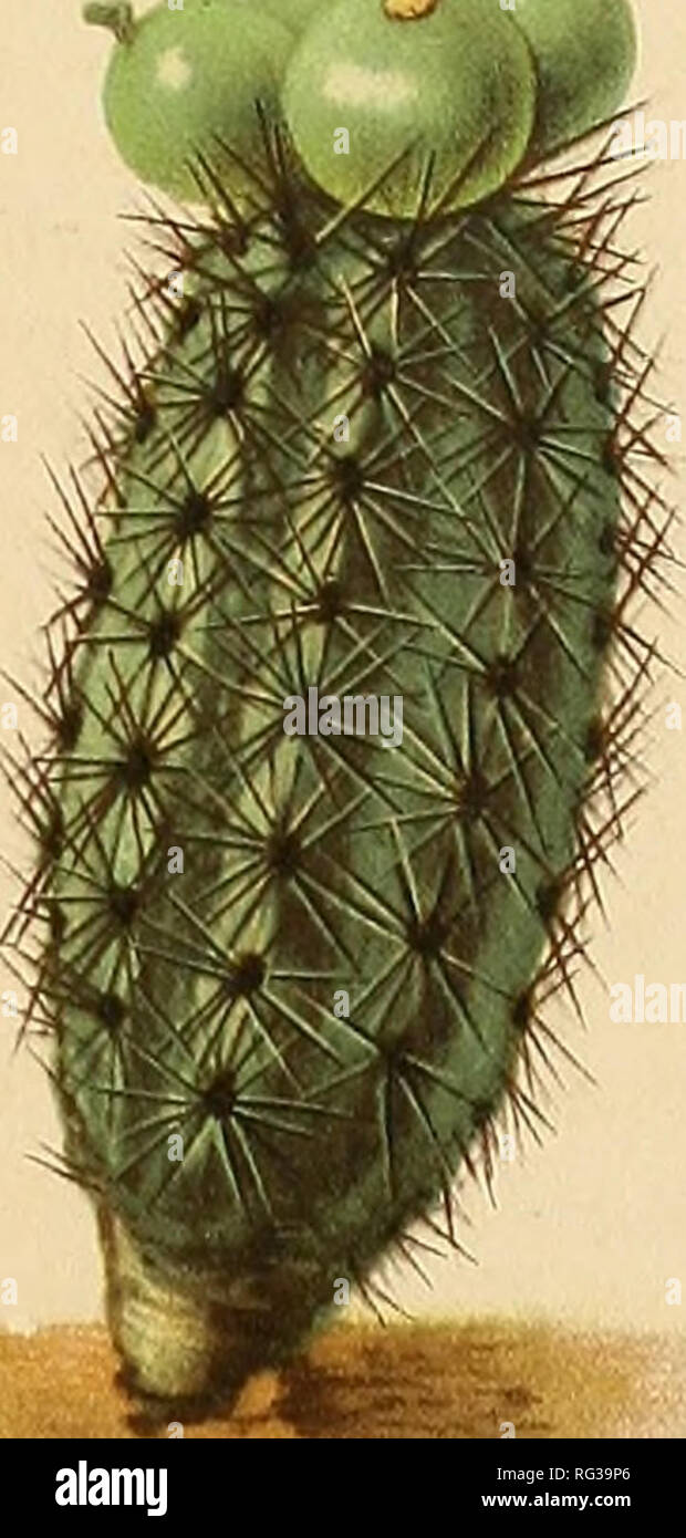 Joseph nelson rose britton hi-res stock photography and images - Alamy