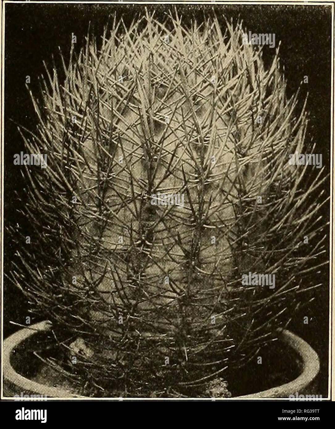 . The Cactaceae : descriptions and illustrations of plants of the ...