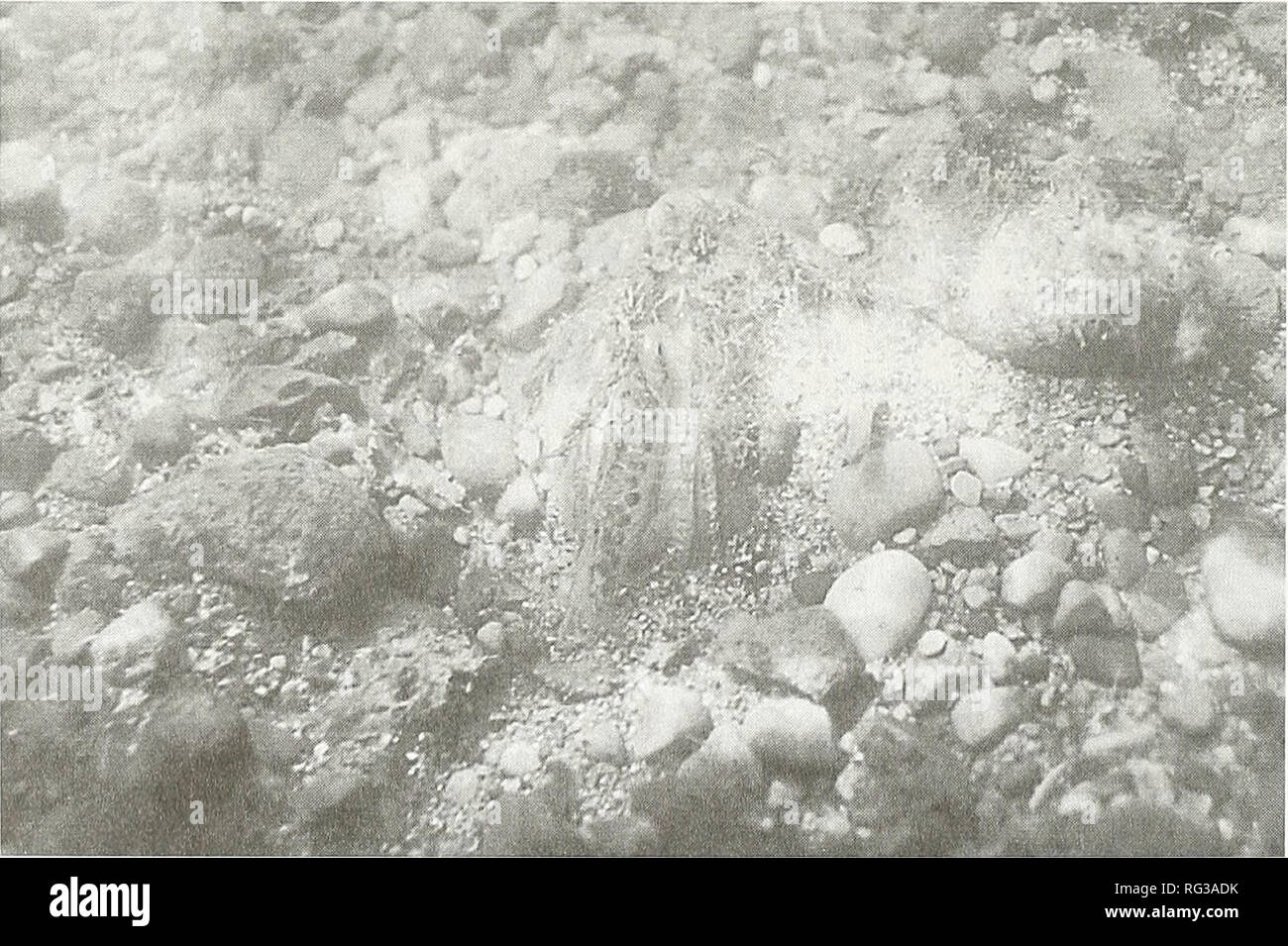 . The Canadian field-naturalist. 464 The Canadian Field-Naturalist Vol ...