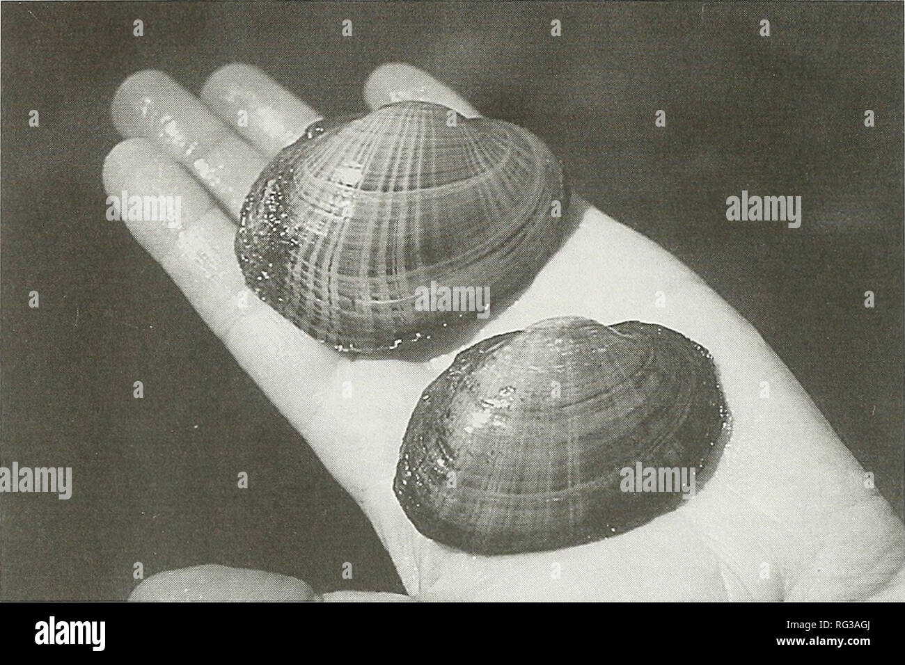 1993 grand national hi-res stock photography and images - Alamy