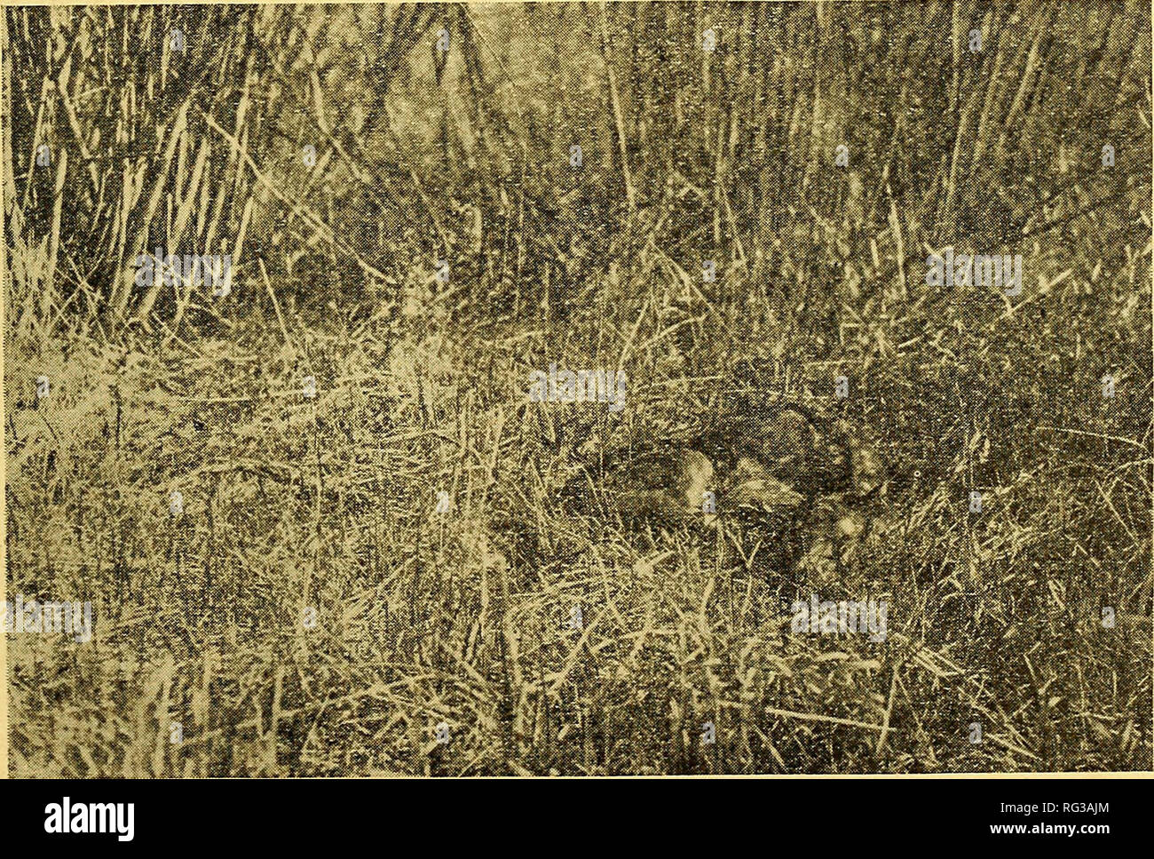 Cattle faeces hi-res stock photography and images - Alamy