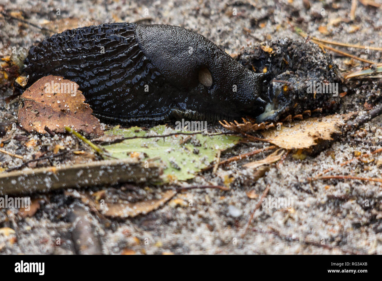 Jet black form of large red slug contracted to form short fat shape on ...