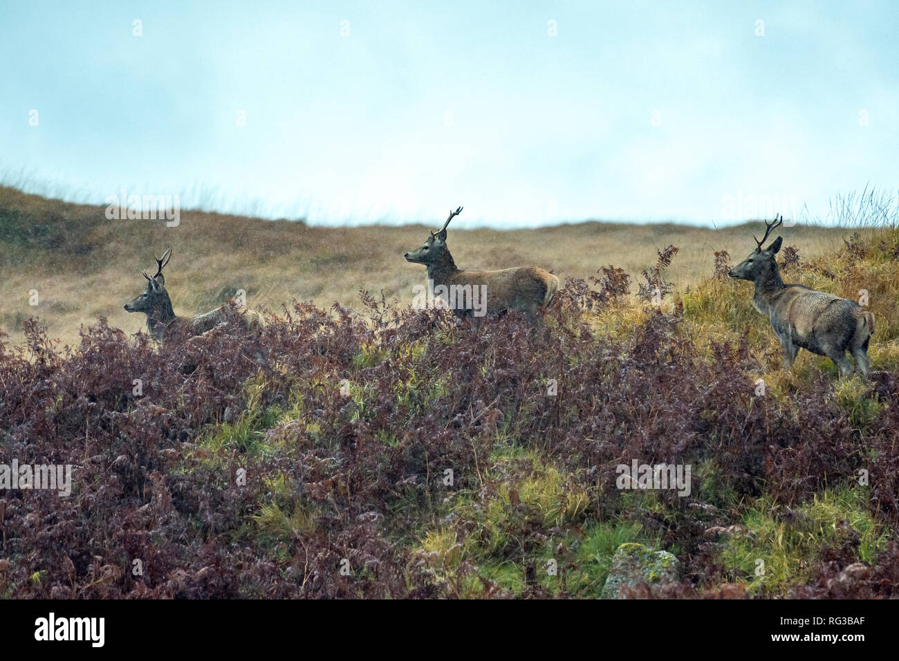Scottish stags hi-res stock photography and images - Alamy