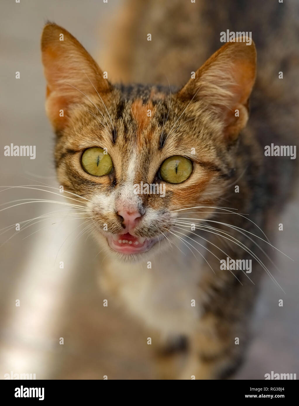 Pussycat face hi-res stock photography and images - Alamy