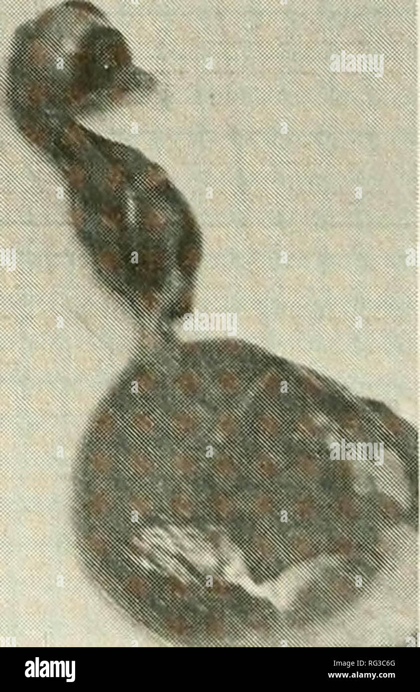 . The Canadian field-naturalist. . Figure 4. Chicks and embryos taken ...