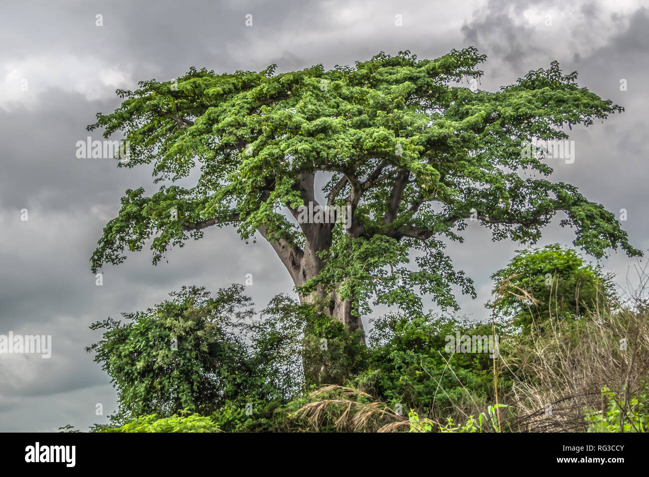 Trip through Angola's lands 2018: View with typical tropical landscape ...