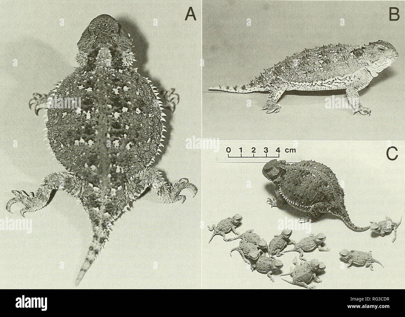 . The Canadian field-naturalist. 1998 Powell and Russell: Status of ...