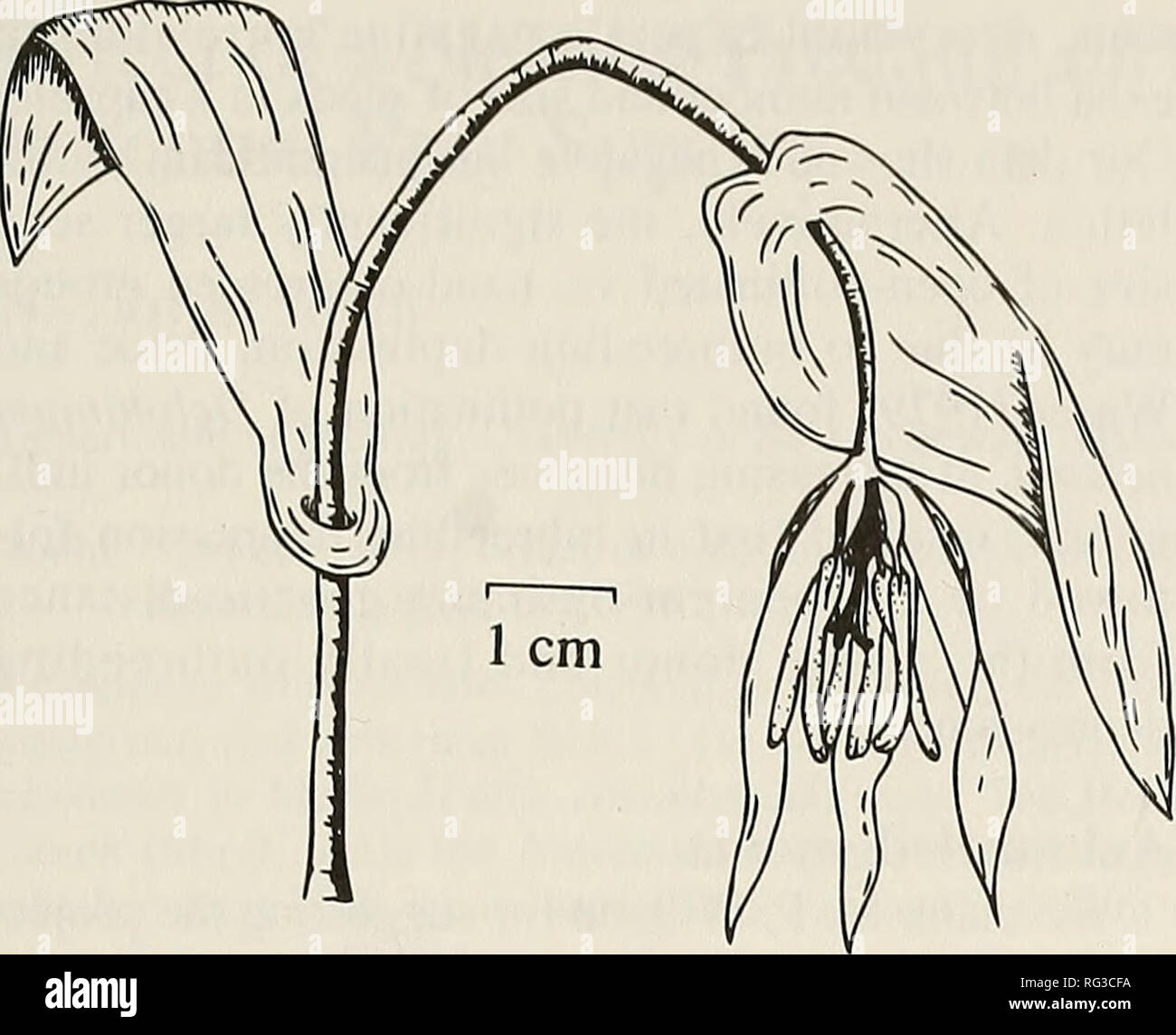 Apomictic seeds hi-res stock photography and images - Alamy