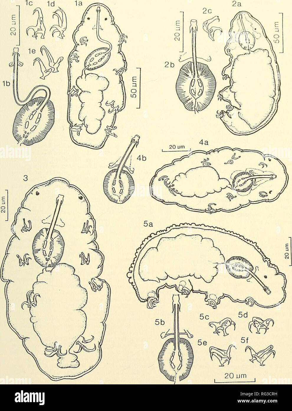 Tardigrade hypsibius dujardini hi-res stock photography and images - Alamy