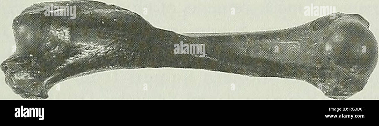 Humerus otter hi-res stock photography and images - Alamy