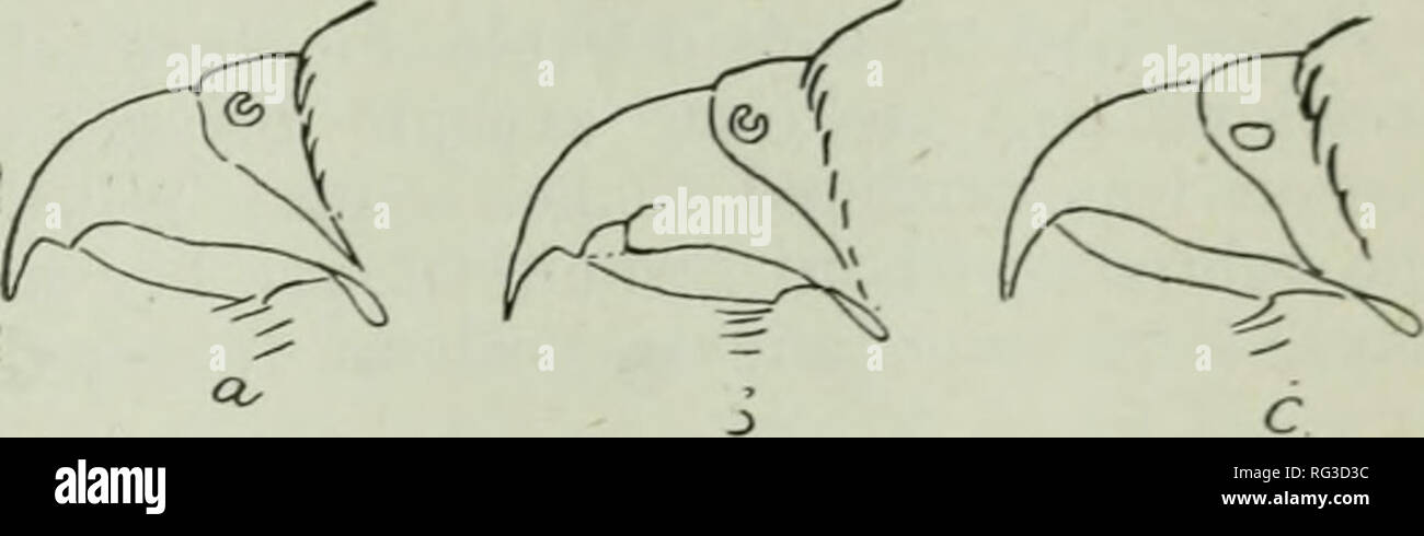 139 species of birds hi-res stock photography and images - Alamy